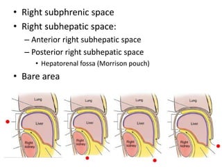 Intraperitoneal anatomy | PDF