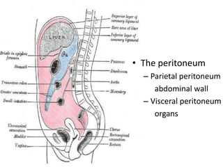 Intraperitoneal anatomy | PDF