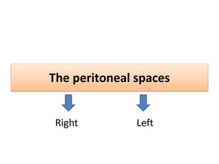 Intraperitoneal Space