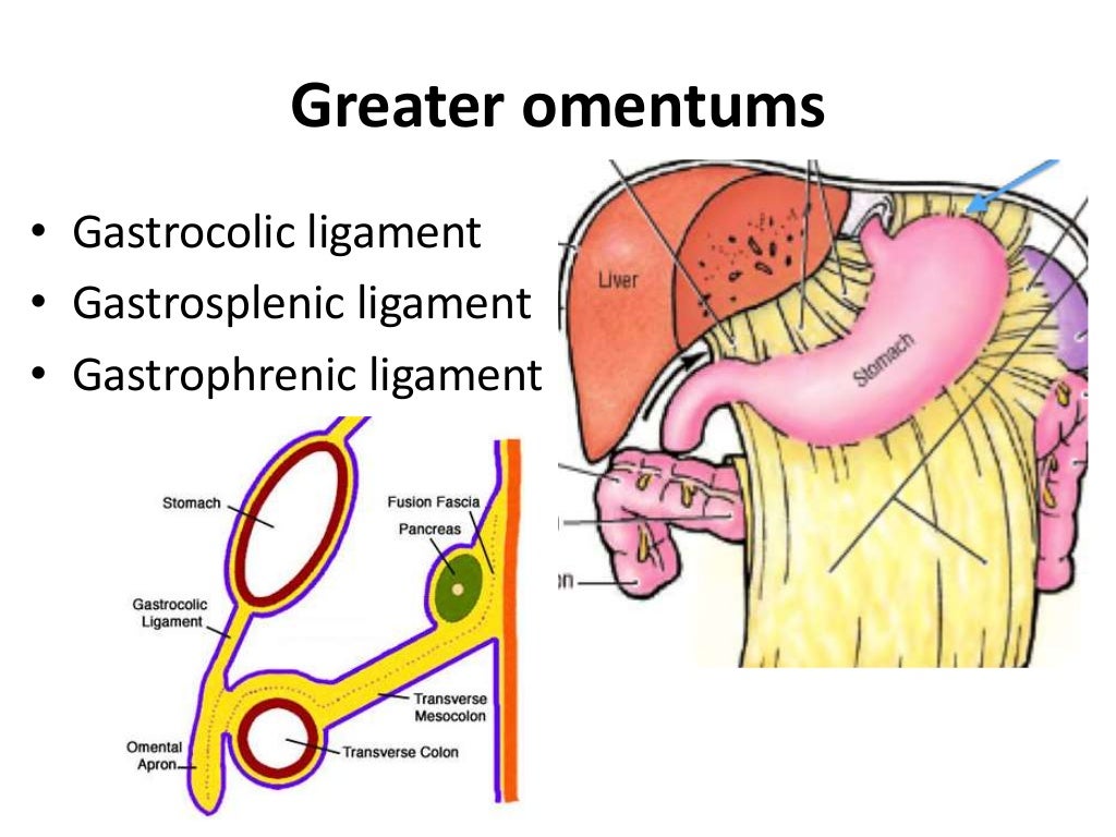 Intraperitoneal anatomy
