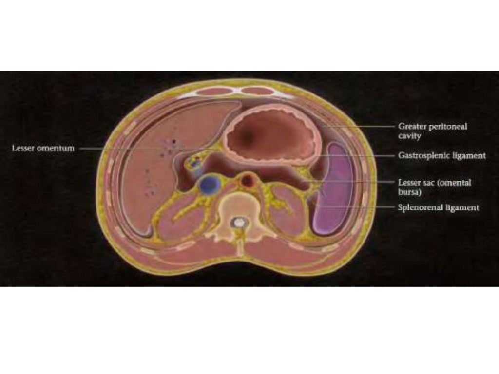 Intraperitoneal anatomy
