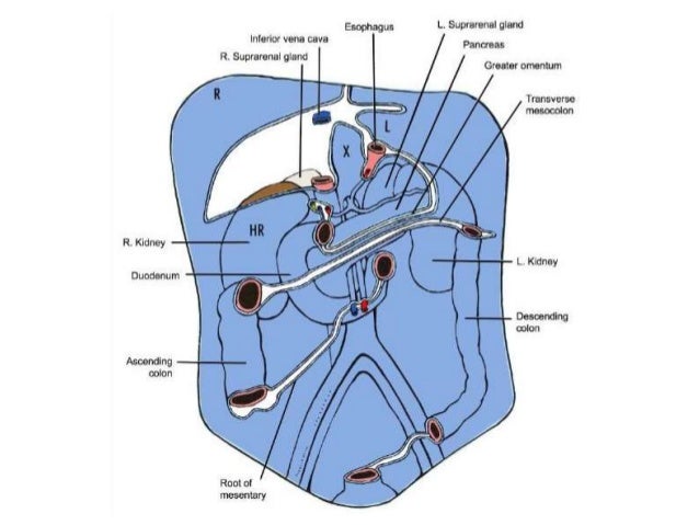 Intraperitoneal anatomy