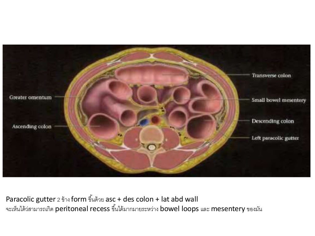 Intraperitoneal anatomy