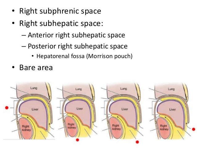 Intraperitoneal anatomy