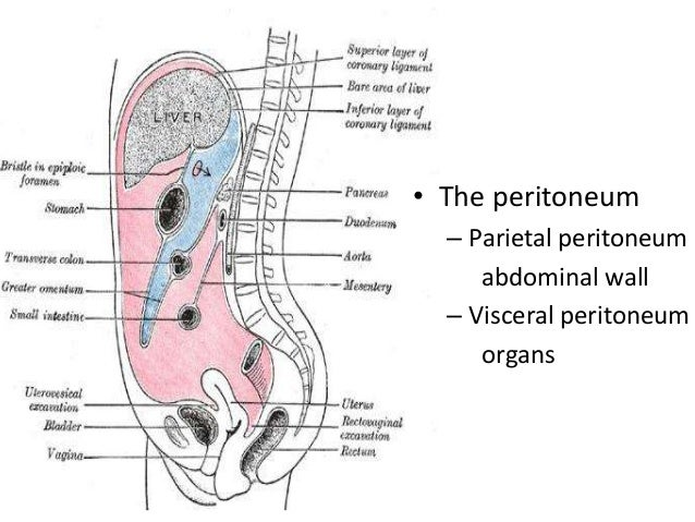 Intraperitoneal anatomy