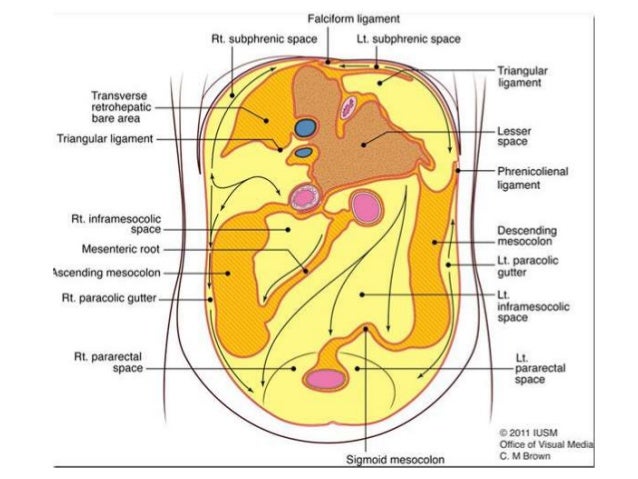Intraperitoneal anatomy