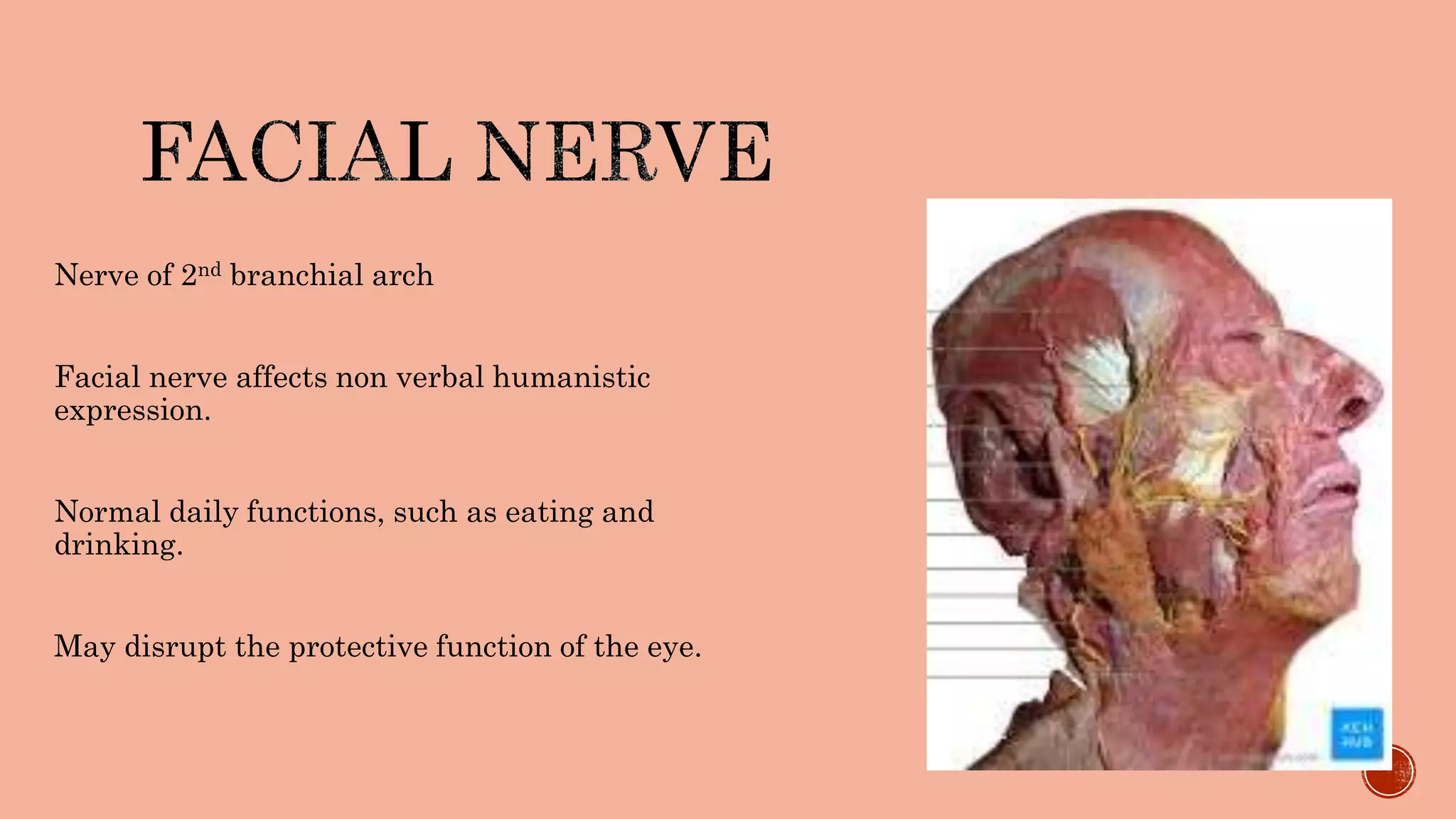 Intratemporal course of facial nerve | PPTX