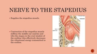 Intratemporal course of facial nerve | PPTX