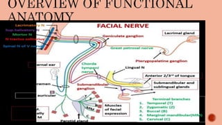 Intratemporal course of facial nerve | PPTX