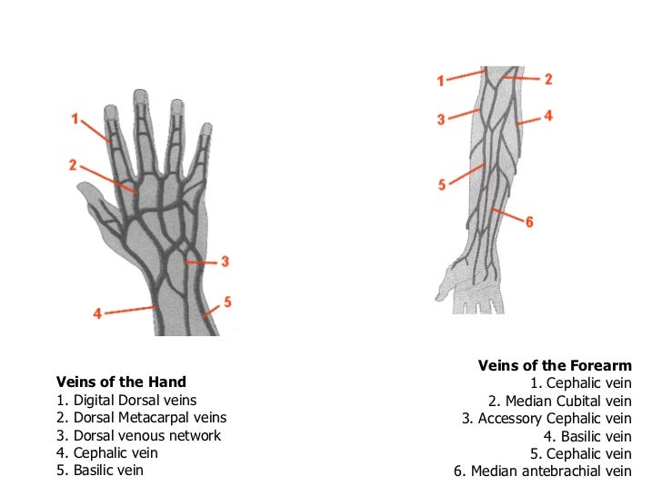 Intravenous cannulation