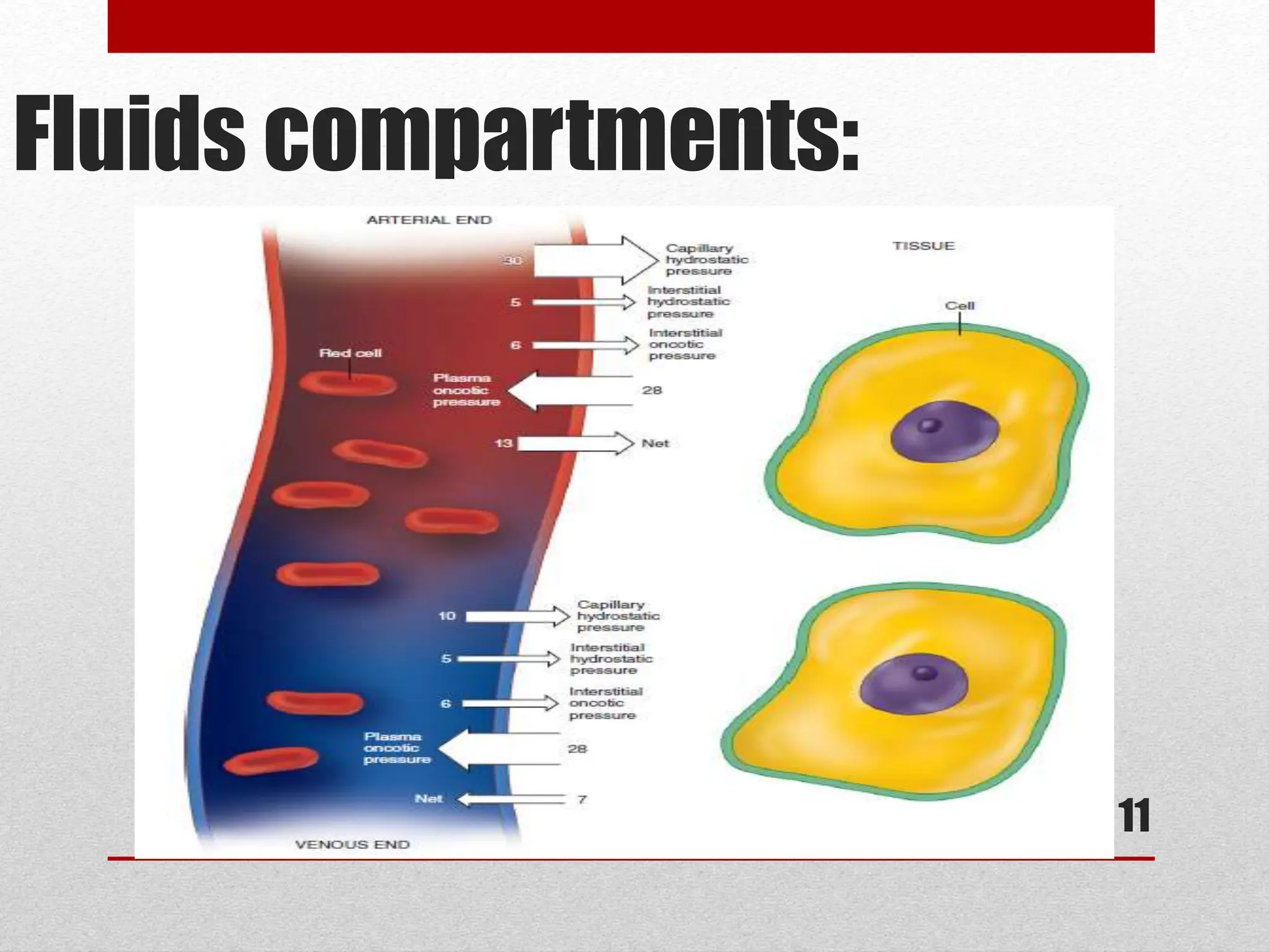 Intravenous fluid therapy during anesthesia.pptx
