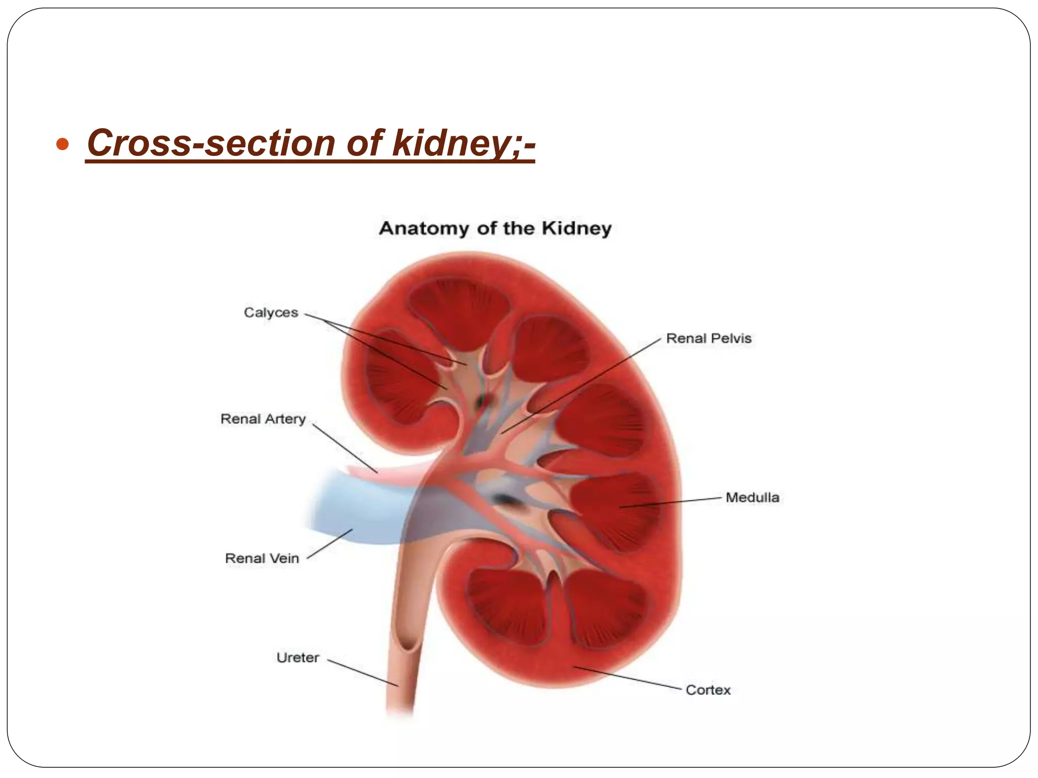 Intravenous urogram ( Sandip Gautam ) | PPTX