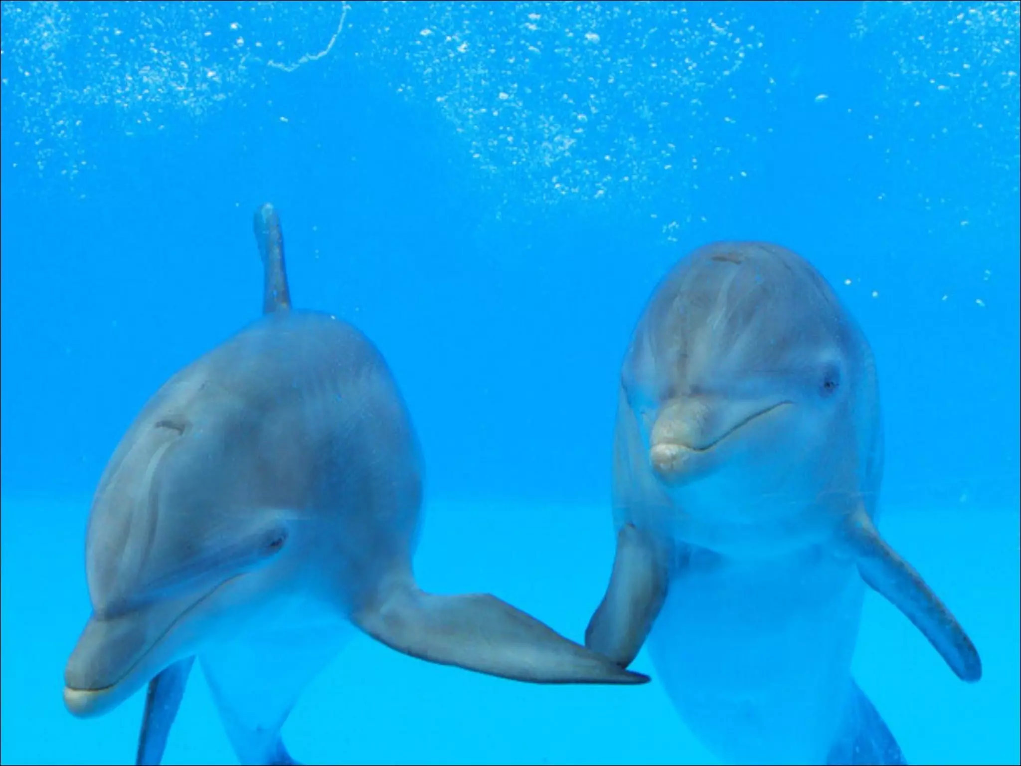 Intricate and enigmatic dolphin communication | PPT