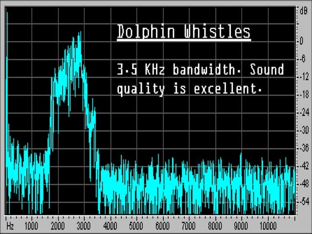 Intricate and enigmatic dolphin communication | PPT