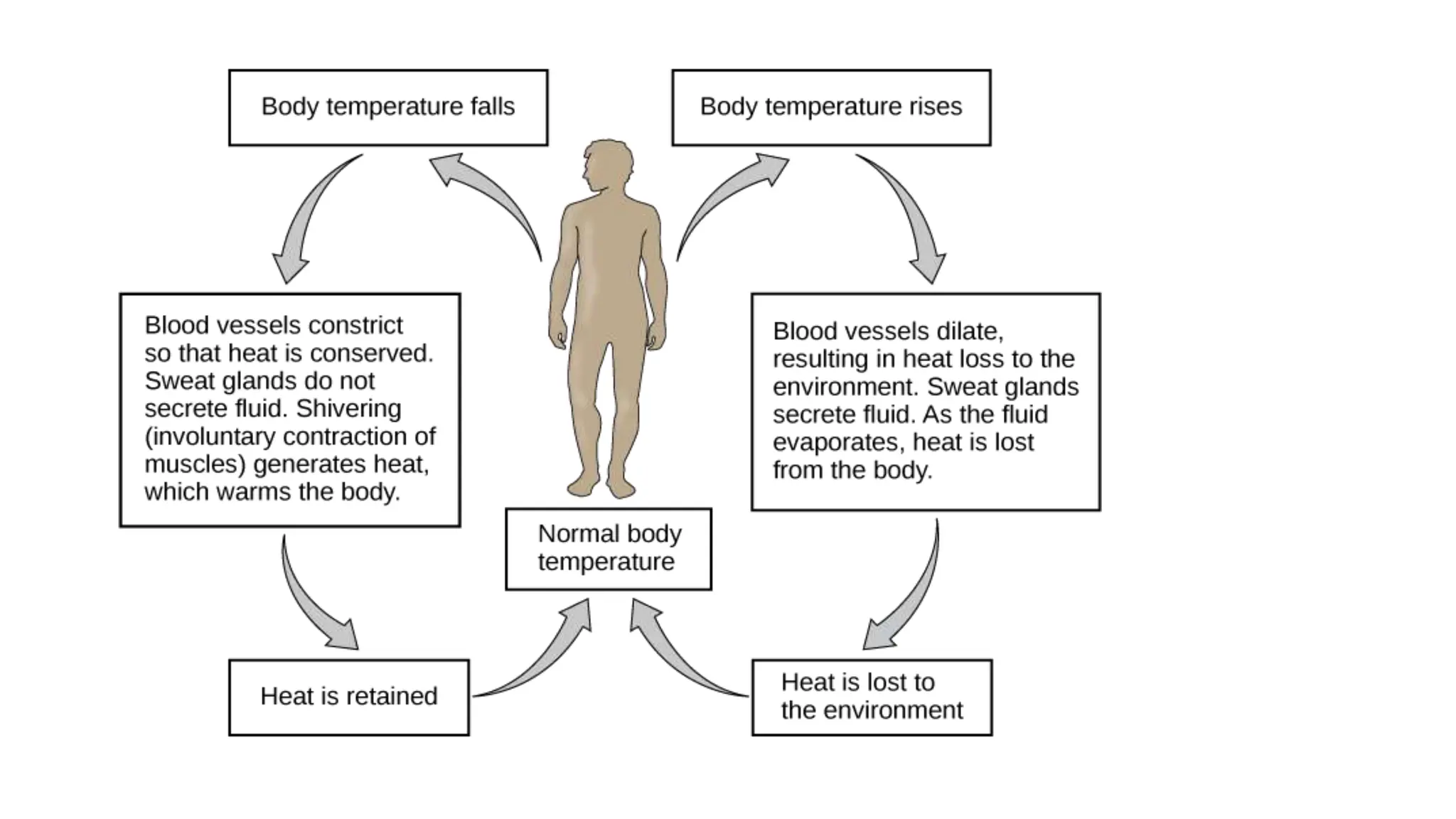 intriduction to physiology [Autosaved].pptx