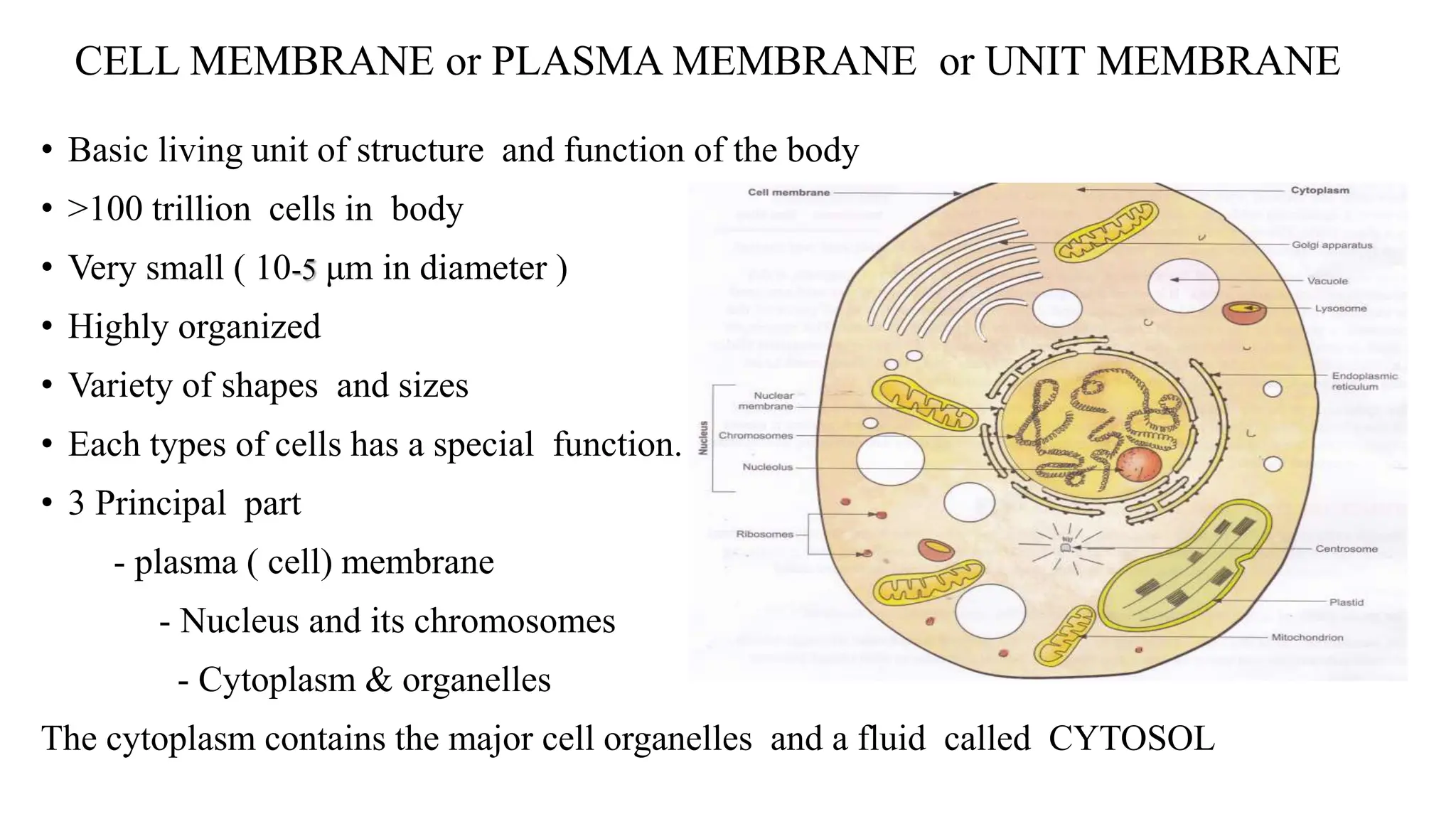 intriduction to physiology [Autosaved].pptx