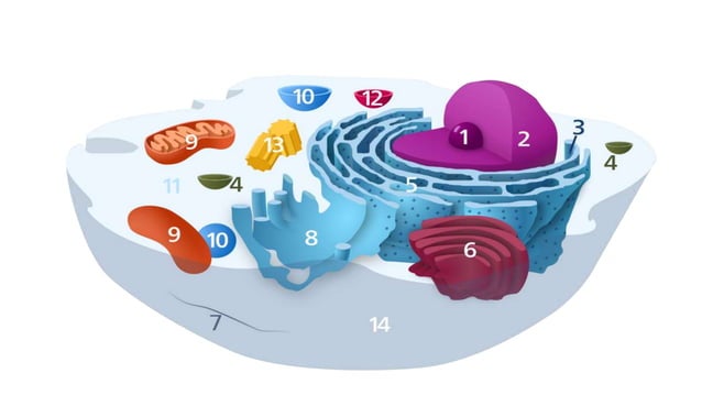 intriduction to physiology [Autosaved].pptx