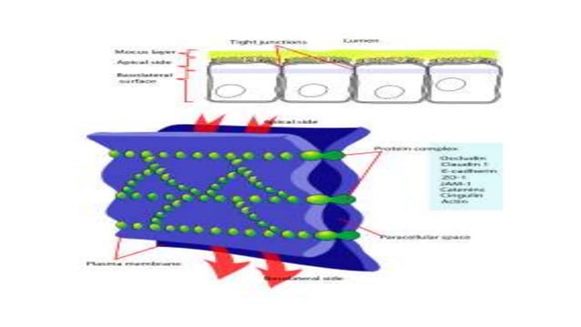 intriduction to physiology [Autosaved].pptx