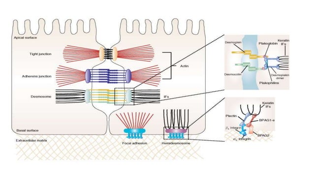 intriduction to physiology [Autosaved].pptx