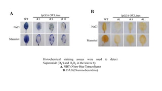 Intrinsically disordered proteins in abiotic stress management | PPTX