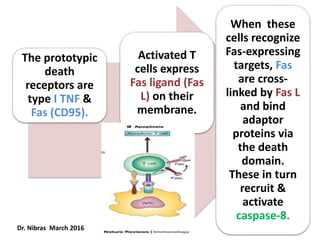 IntrinsicExtrinsicPathwaysofApoptosis.pptx | Biological Sciences | Science