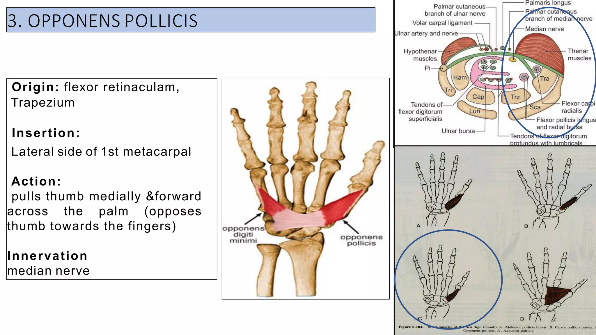 intrinsic muscles of Hand.pptx