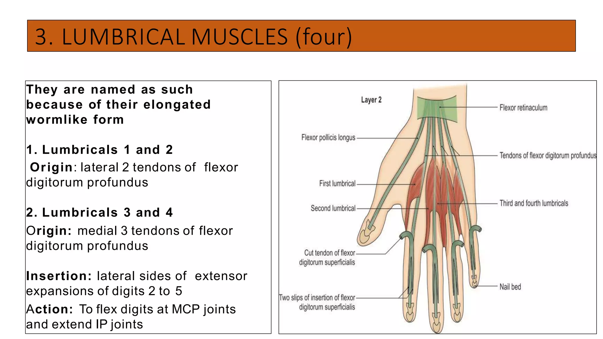 intrinsic muscles of Hand.pptx