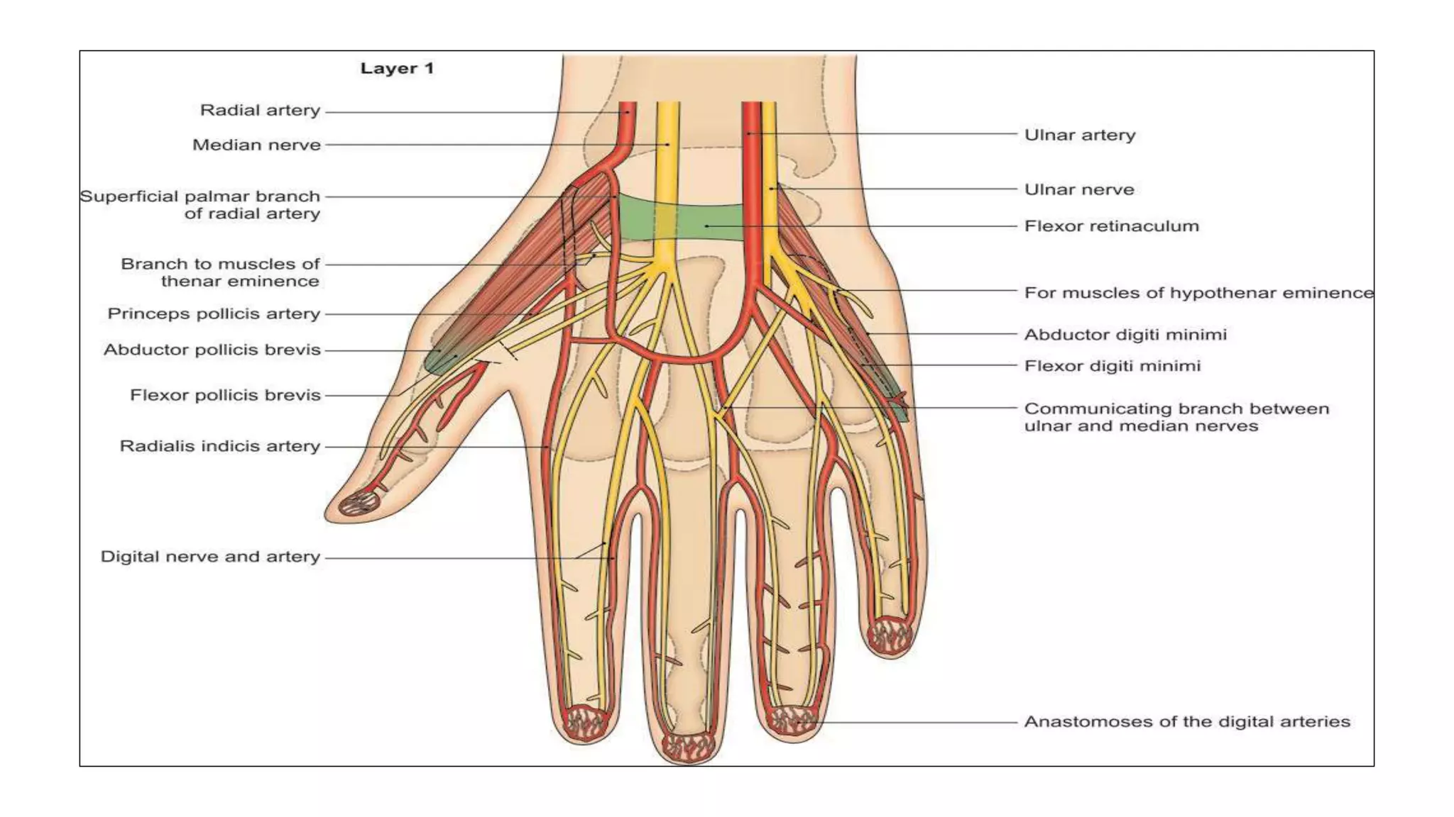 intrinsic muscles of Hand.pptx
