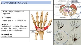 intrinsic muscles of Hand.pptx