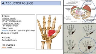 intrinsic muscles of Hand.pptx