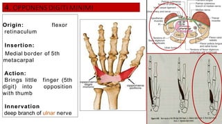 intrinsic muscles of Hand.pptx
