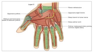 intrinsic muscles of Hand.pptx