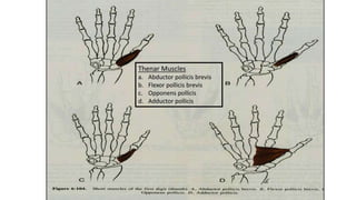 intrinsic muscles of Hand.pptx