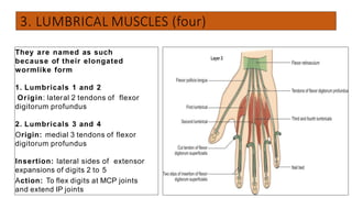 Intrinsic Muscles Of The Hand