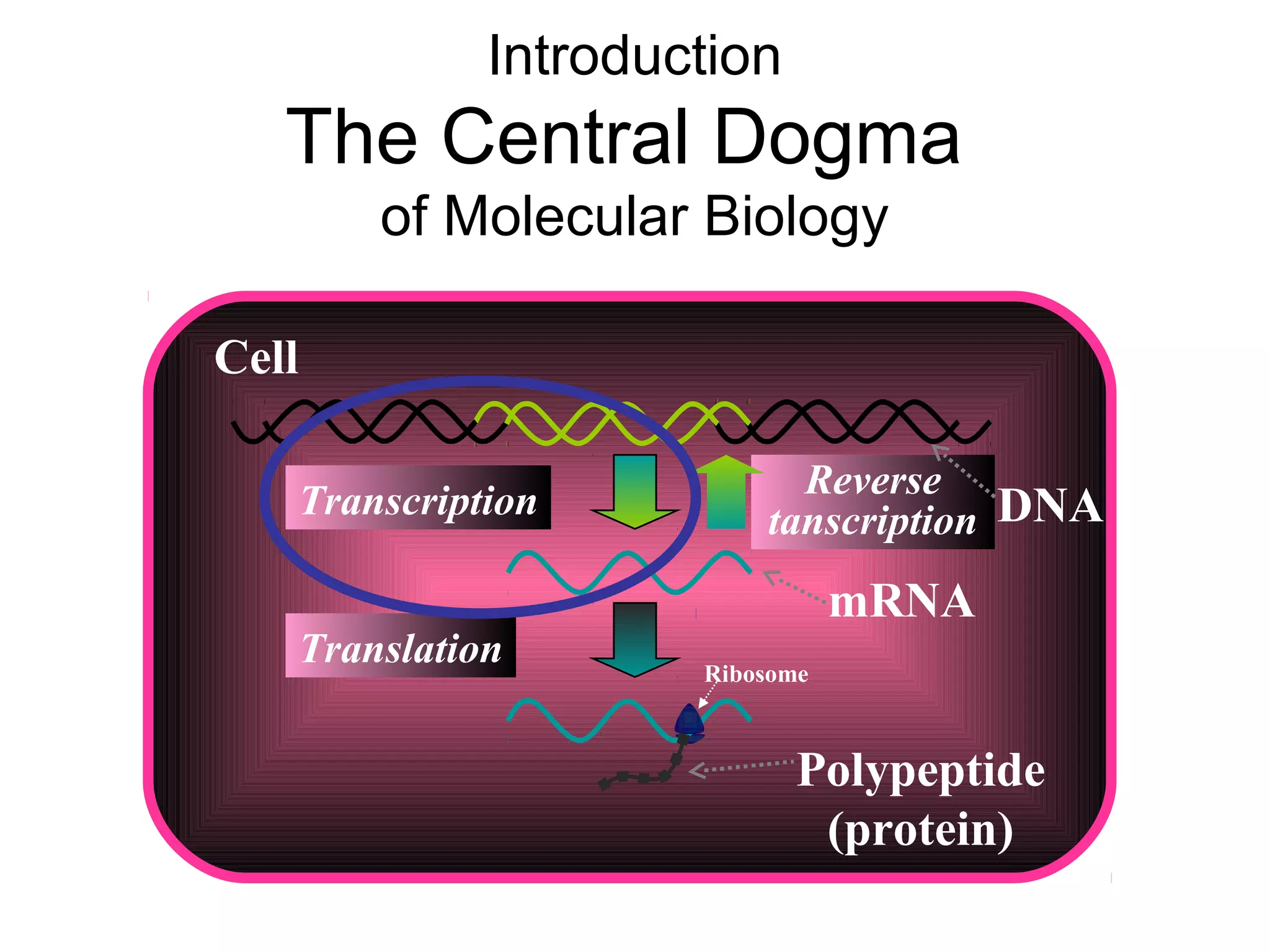 Introduction to DNA structure | PPT