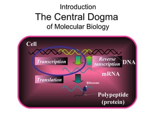 Introduction to DNA structure | PPT