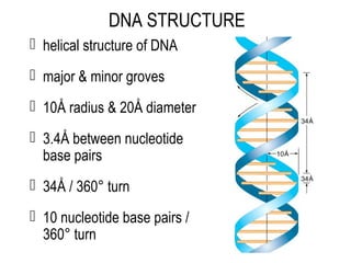 Introduction to DNA structure | PPT