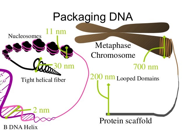 Introduction to DNA structure