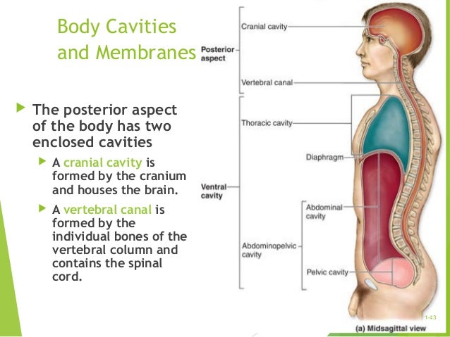 Introduction to Human Anatomy