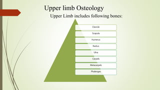Introduction to upper limb anatomy | PPTX