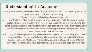 Introduction To Endocrine System- biopsychology | PPT
