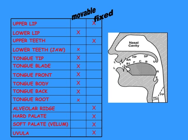 Intro.phonetics | PPT