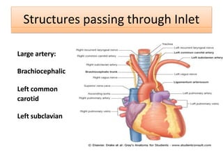 Introduction of- thorax Anatomy- Sonika.pptx