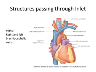 Introduction of- thorax Anatomy- Sonika.pptx