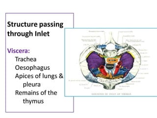 Introduction of- thorax Anatomy- Sonika.pptx