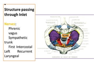 Introduction of- thorax Anatomy- Sonika.pptx