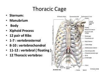 Introduction of- thorax Anatomy- Sonika.pptx