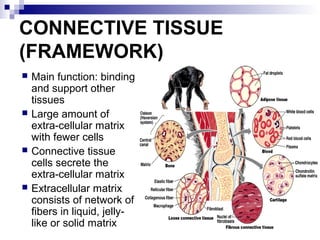 Intro to-anatomy-powerpoint-1227697925069712-8 | PPT