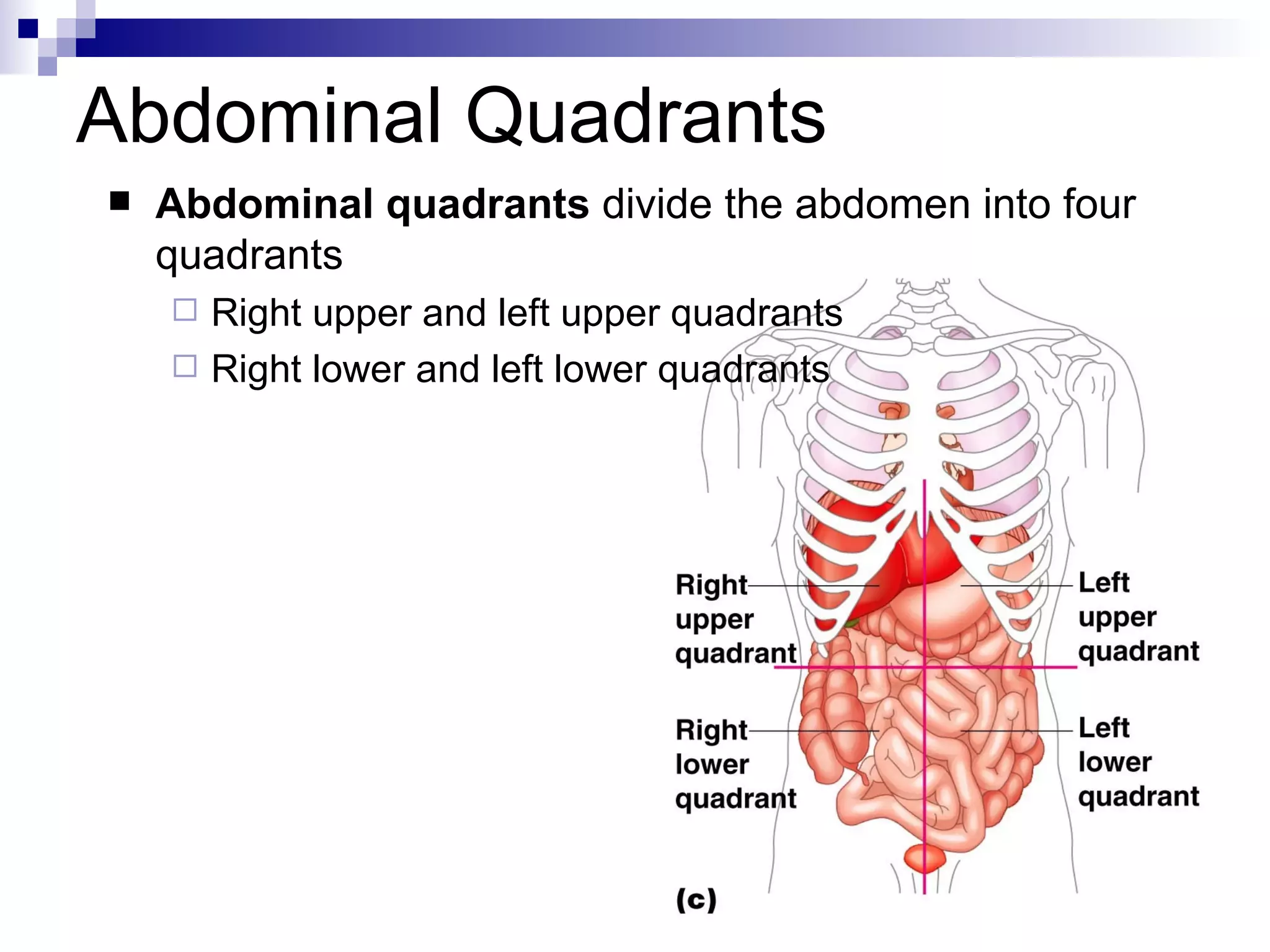 Intro To Anatomy Powerpoint | PPT