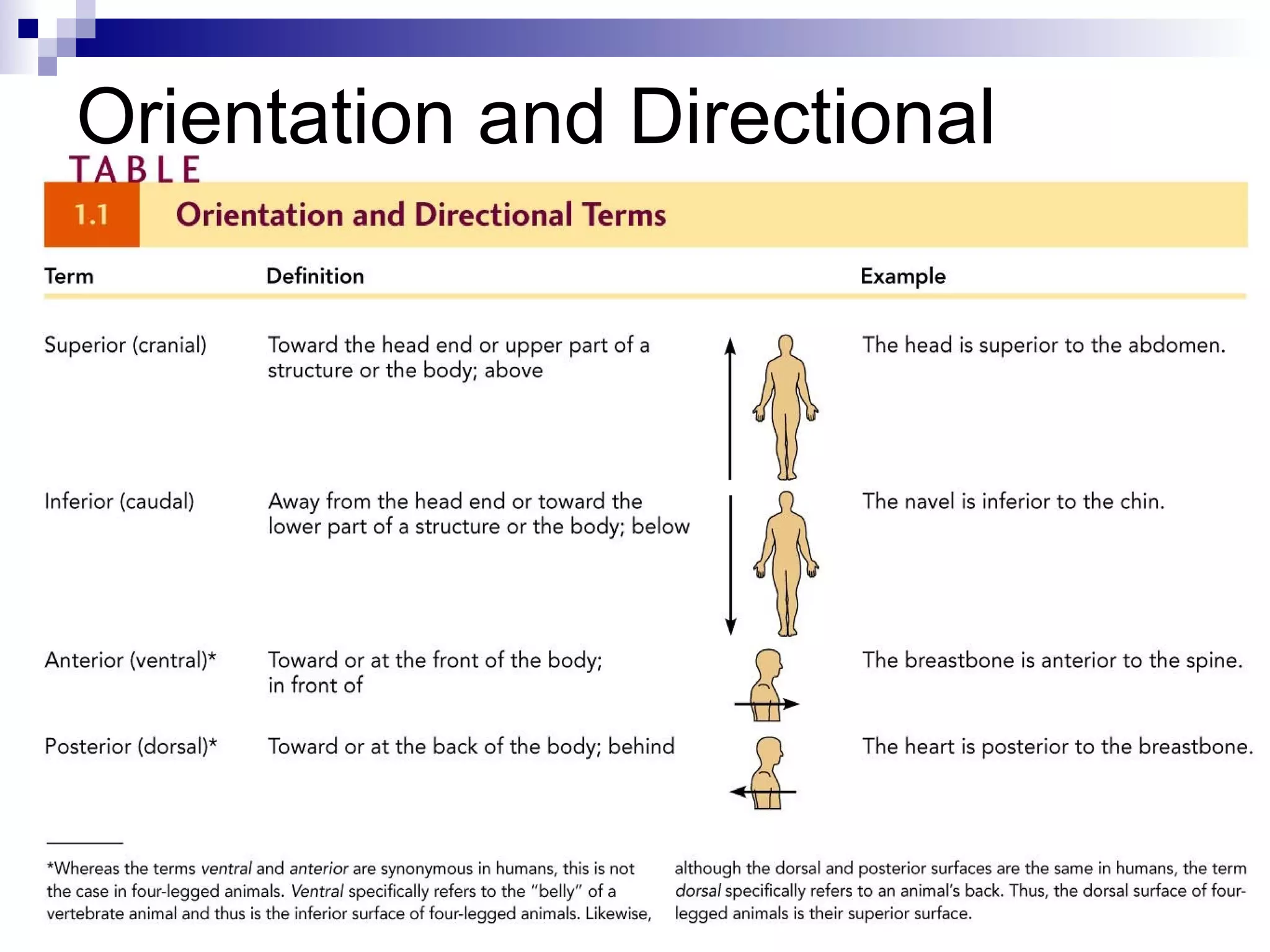 Intro To Anatomy Powerpoint | PPT